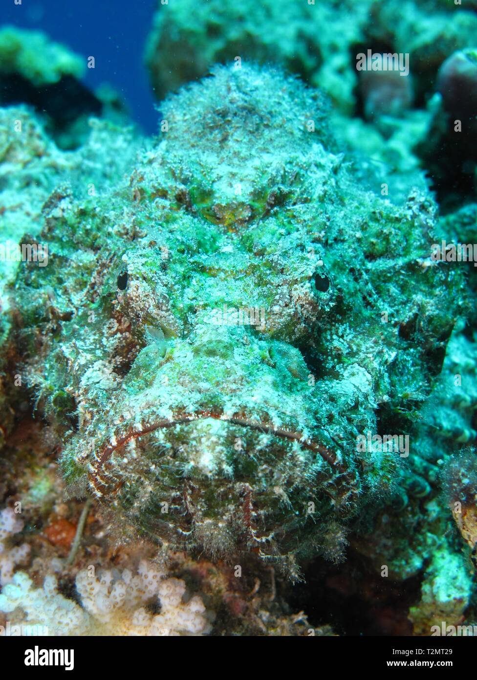 Diabola High Resolution Stock Photography and Images - Alamy