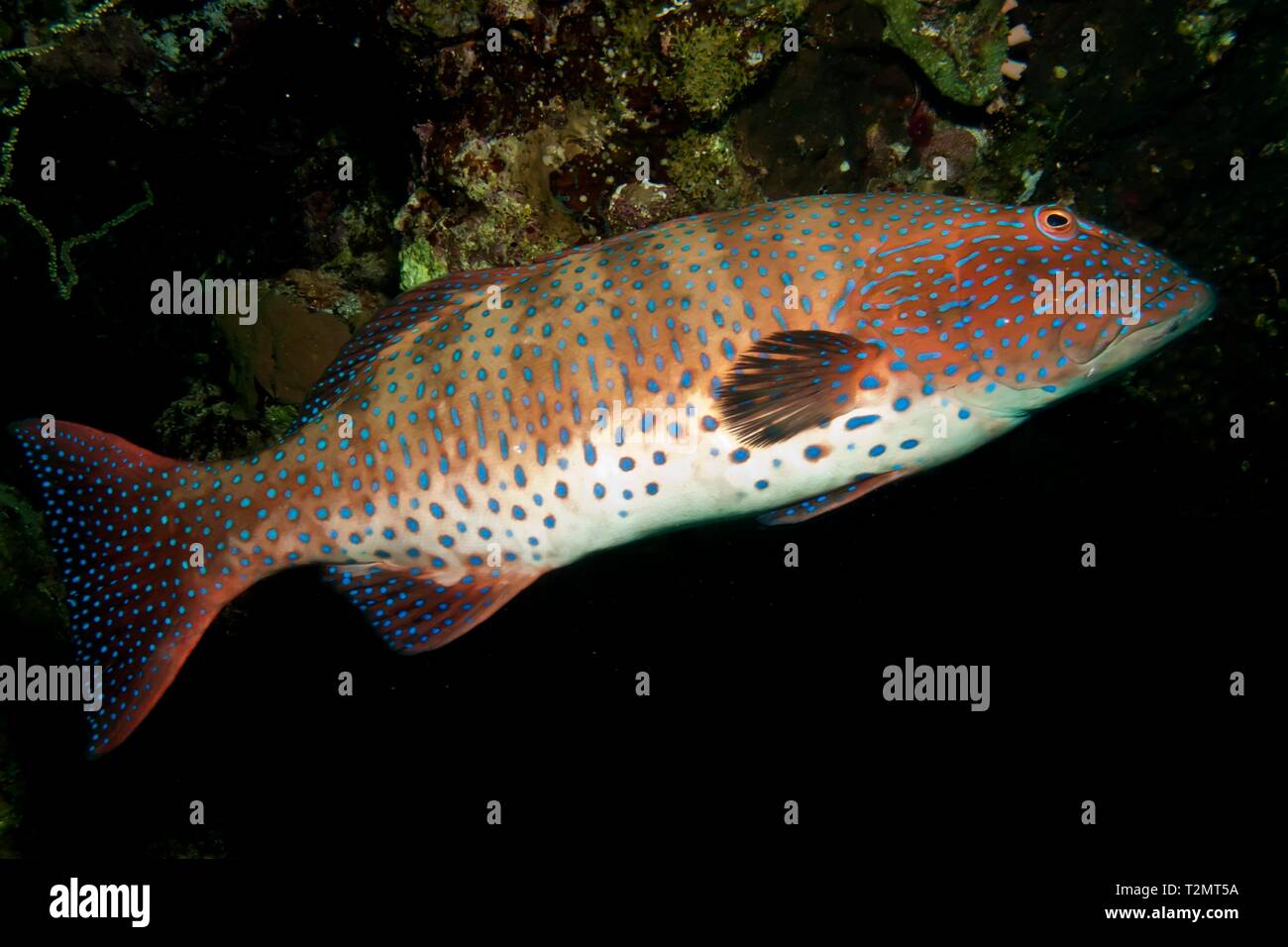 Coral Grouper(Plectropomus pessuliferus). Taking in Red Sea, Egypt ...
