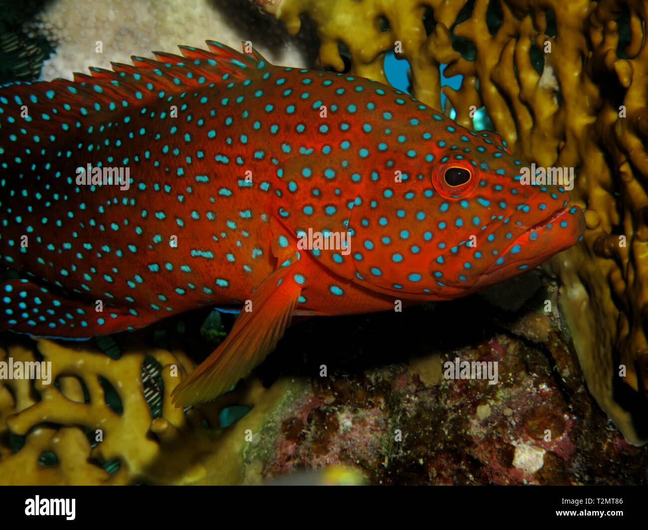 Coral Hind Grouper (cephalopholis miniata Stock Photo - Alamy