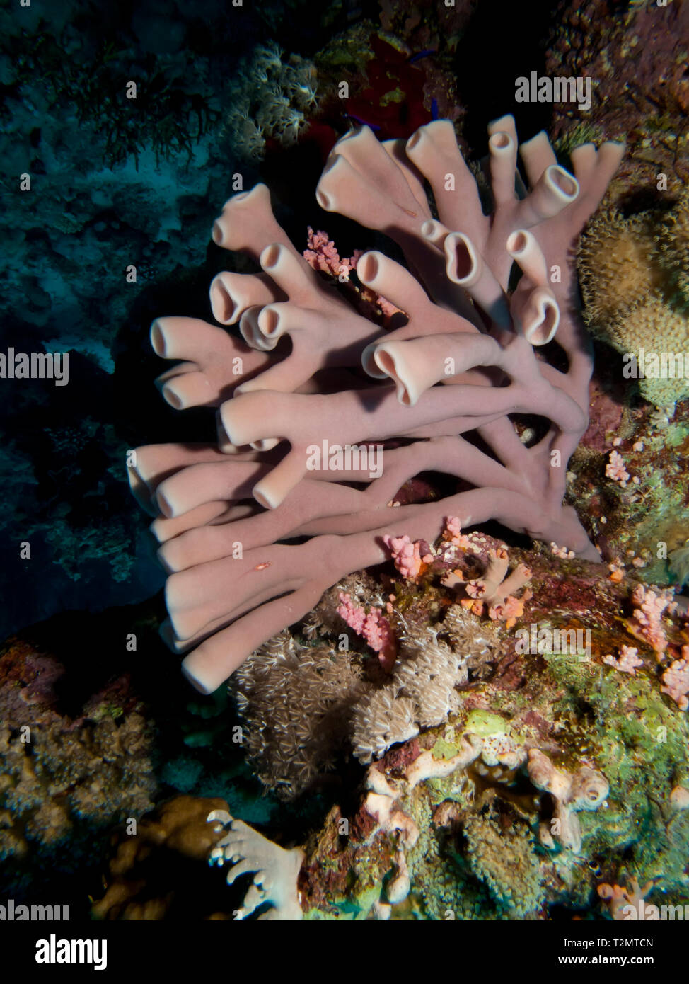 Colonial tube sponge (Siphonochalina siphonella) Taking in Red Sea ...