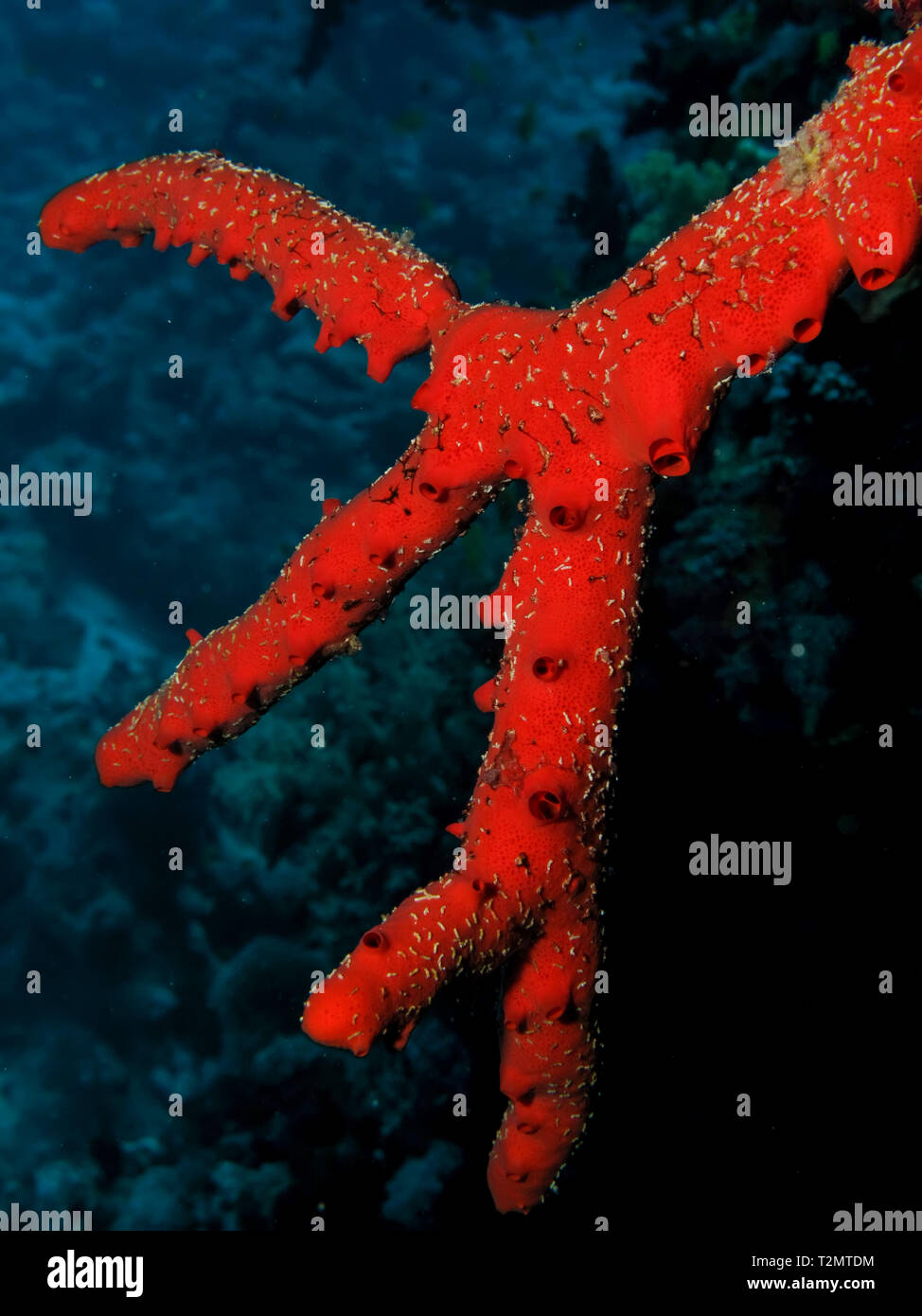 Toxic finger sponge (Negombata magifica) Taking in Red Sea, Egypt Stock ...