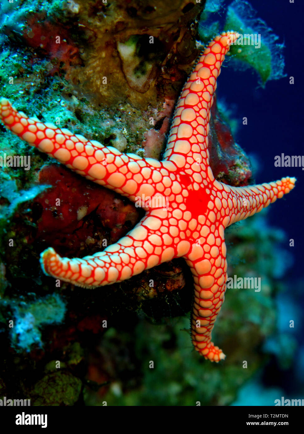 Pebbled sea star (Celerina heffermani). Ta Stock Photo - Alamy