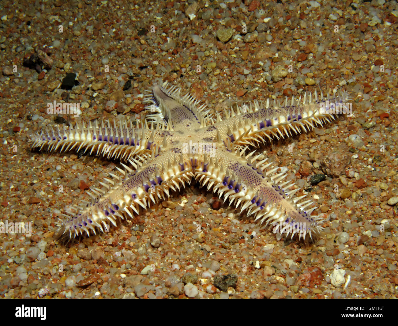 Comb starfish hi-res stock photography and images - Alamy
