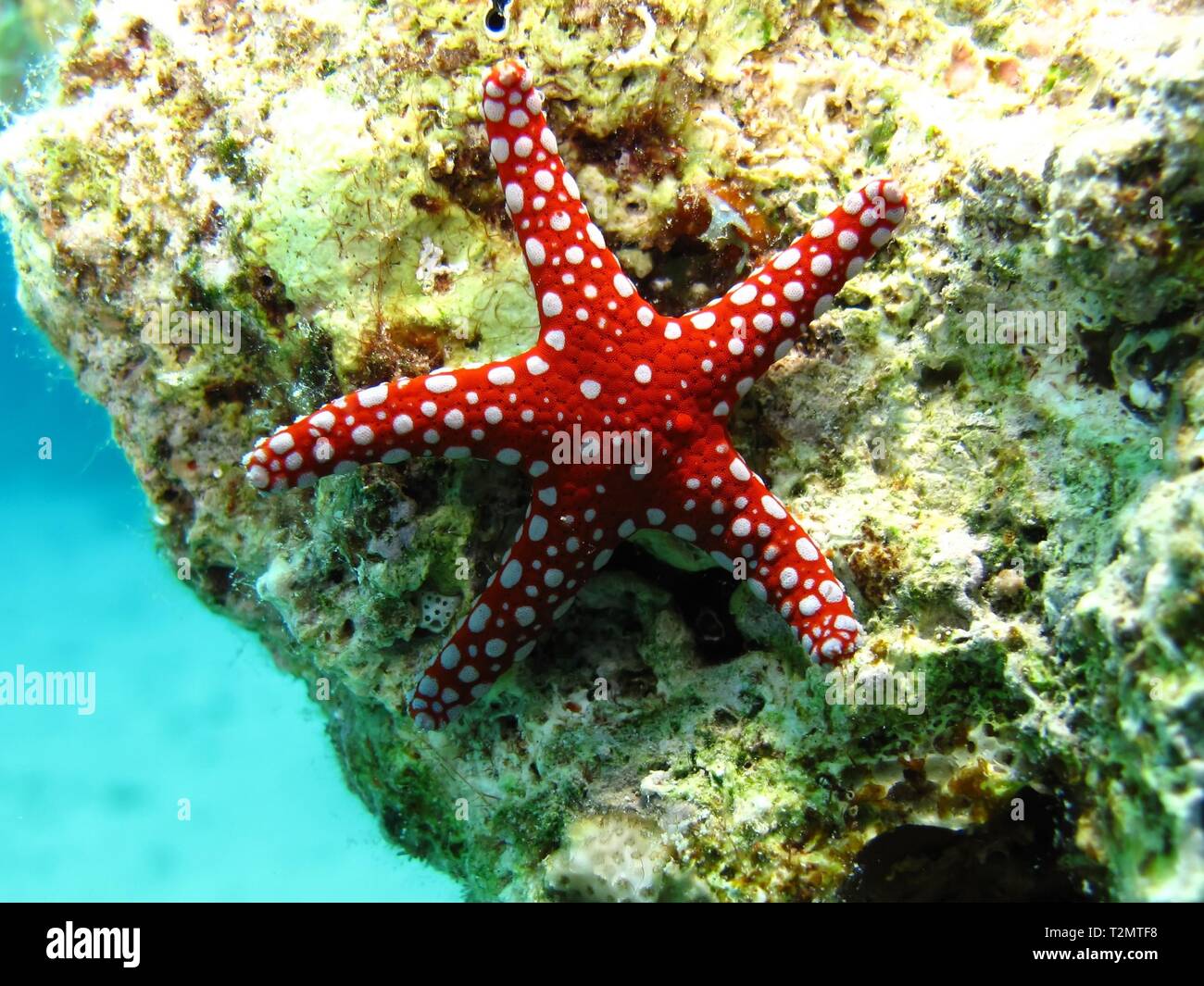 Ghardaqa sea star (Fromia ghardaqana) Taking in Red Sea, Egypt Stock ...