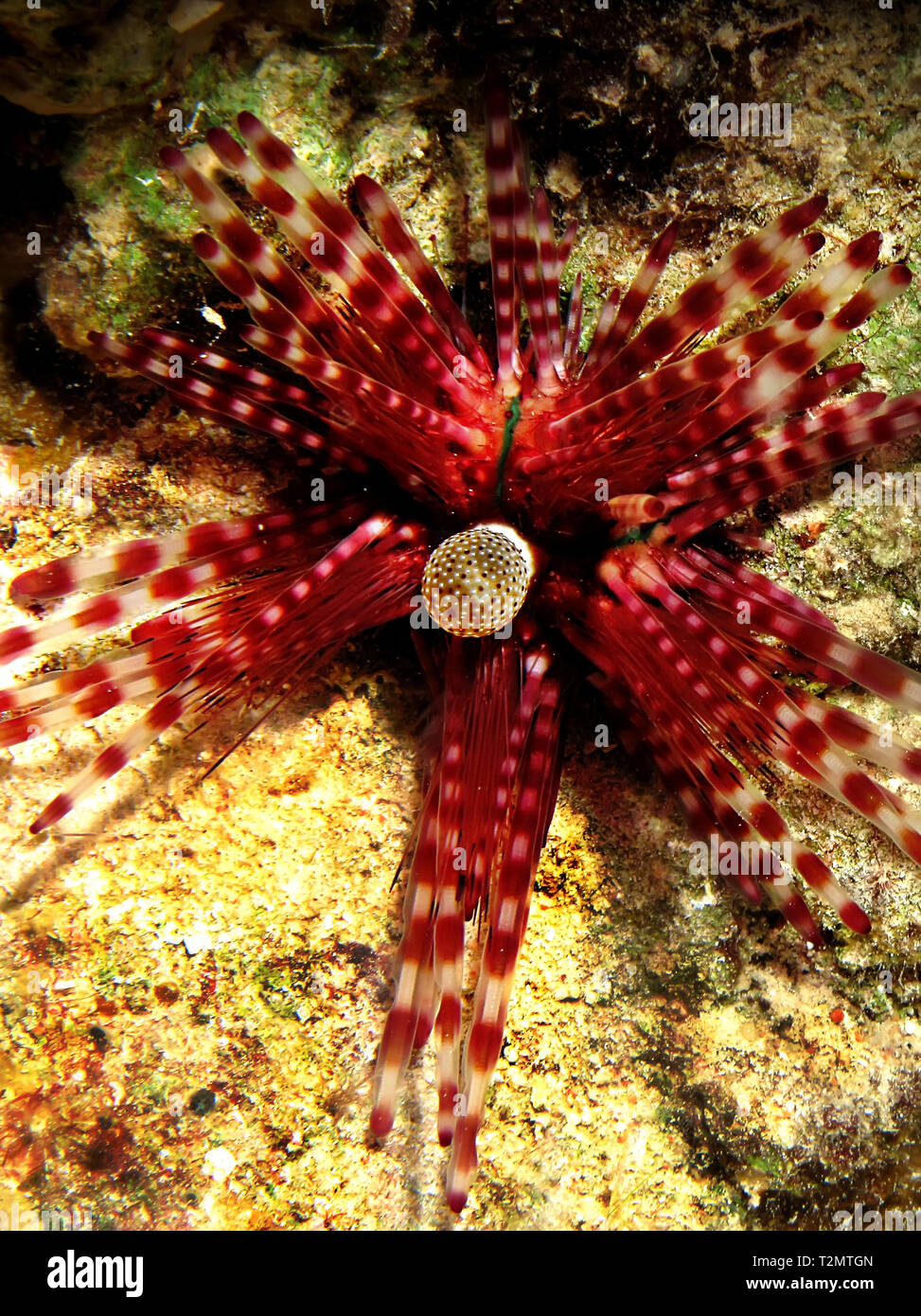 Banded Urchin (Echinotrix calamaris) Taking in Red Sea, Egypt Stock ...
