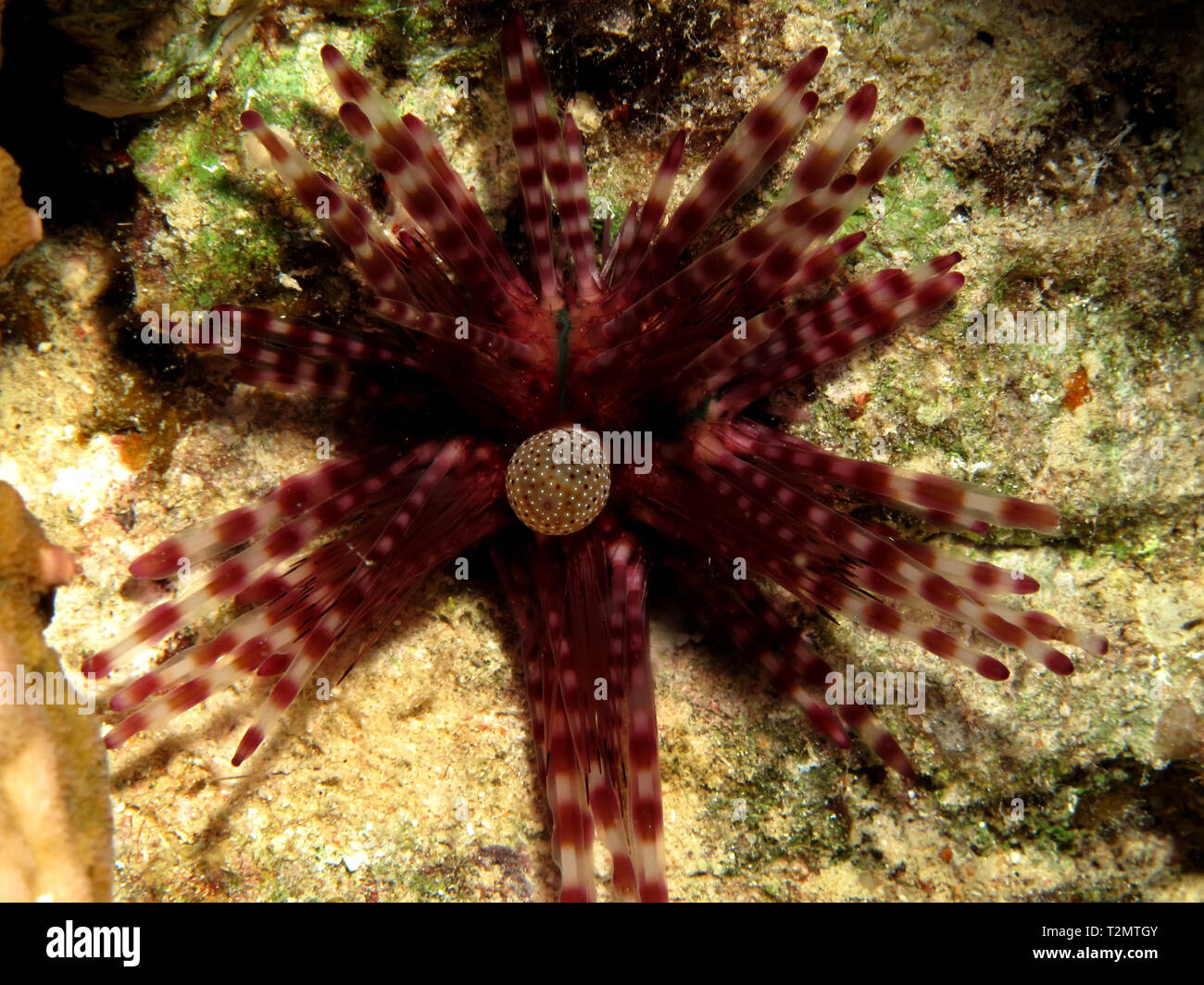 Banded Urchin (Echinotrix calamaris) Taking in Red Sea, Egypt Stock ...
