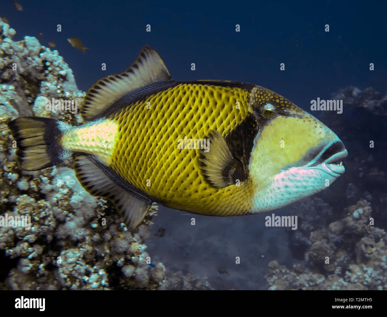 titan triggerfish ( balistoides viridescens). Taking in Red Sea, Egypt ...
