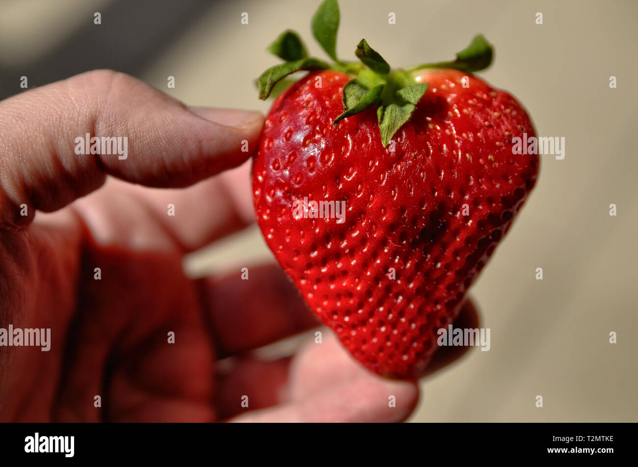 Close up with selective focus of a large bright red strawberry. The ...