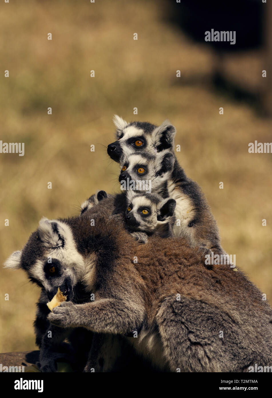 Lemurs yorkshire wildlife park hi-res stock photography and images - Alamy
