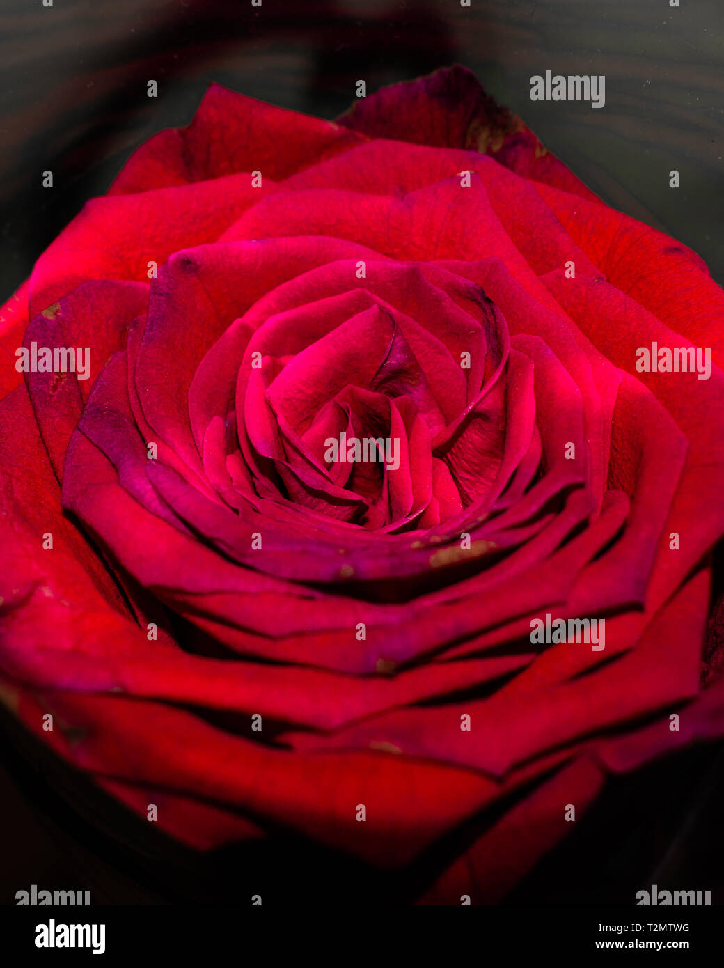 Dying Rose High Resolution Stock Photography and Images - Alamy