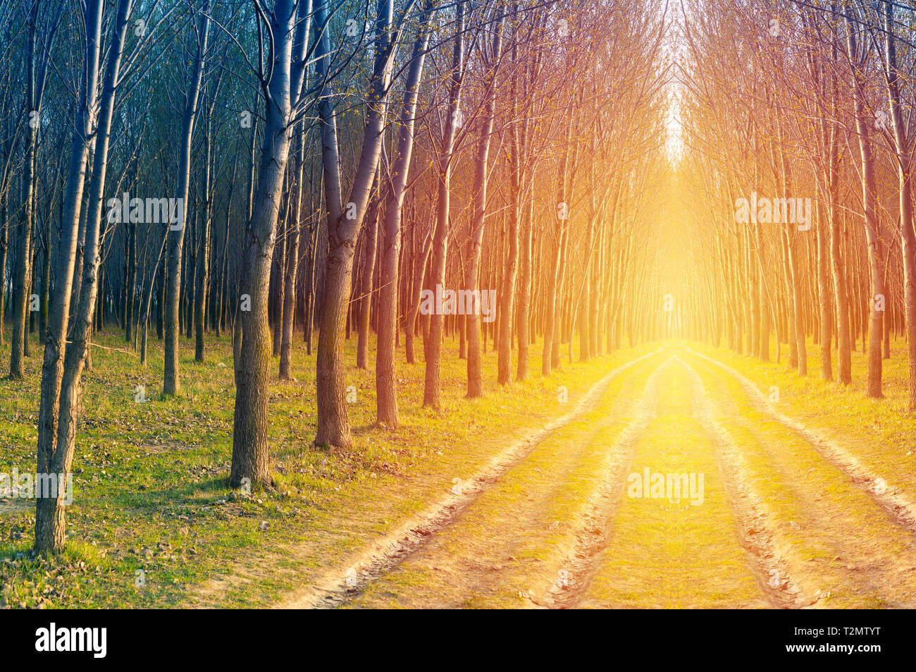 Road through a beautiful spring forest at sunrise Stock Photo - Alamy