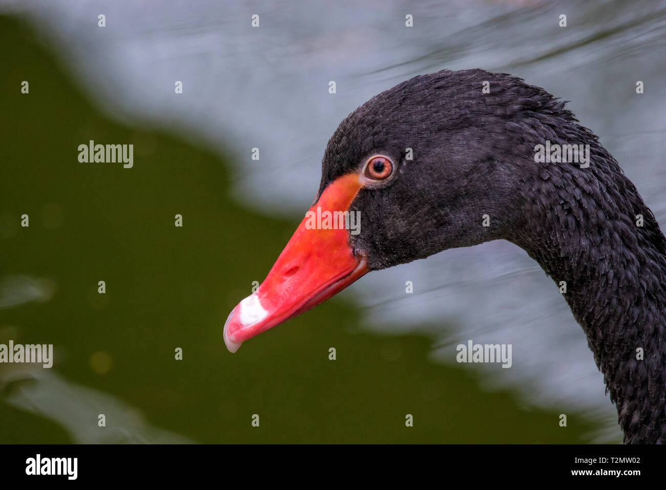 image big beautiful water bird black swan portrait Stock Photo - Alamy