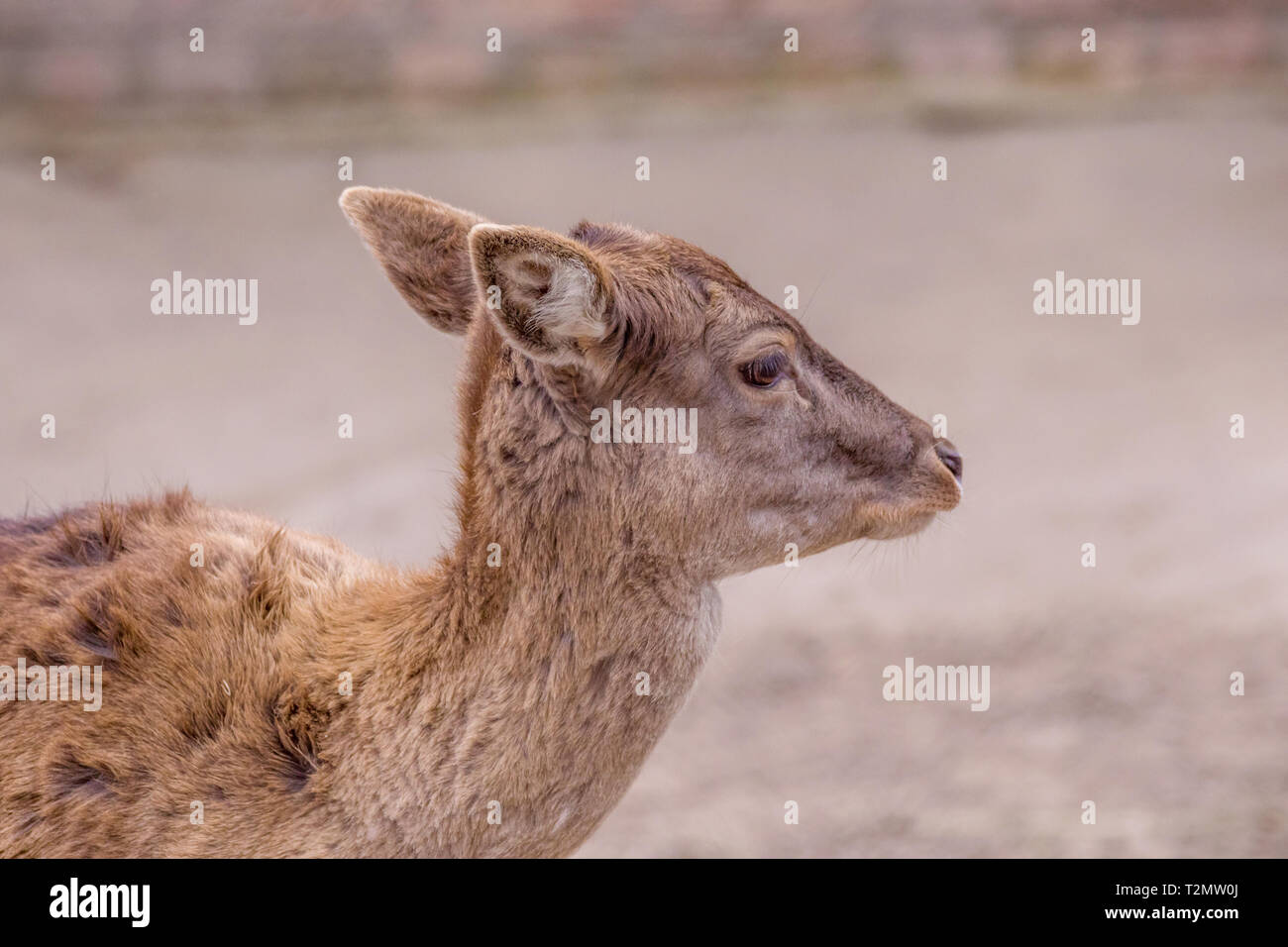 image timid artiodactic animal young roe deer portrait Stock Photo - Alamy