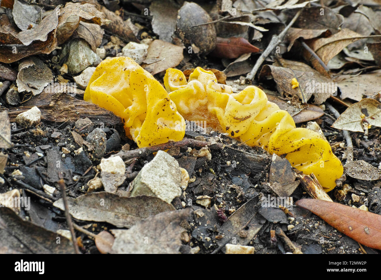 golden ear fungus, tremella aurantia Stock Photo - Alamy