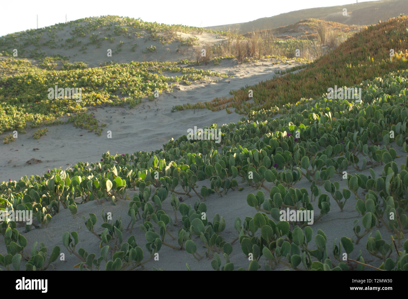 Native plants on the dunes at Surf Beach near Lompoc, central ...