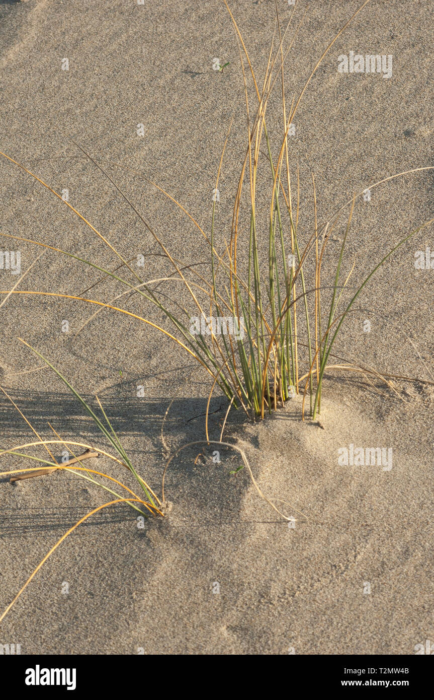 Dune grass at Surf Beach near Lompoc, central California coast. Digital ...