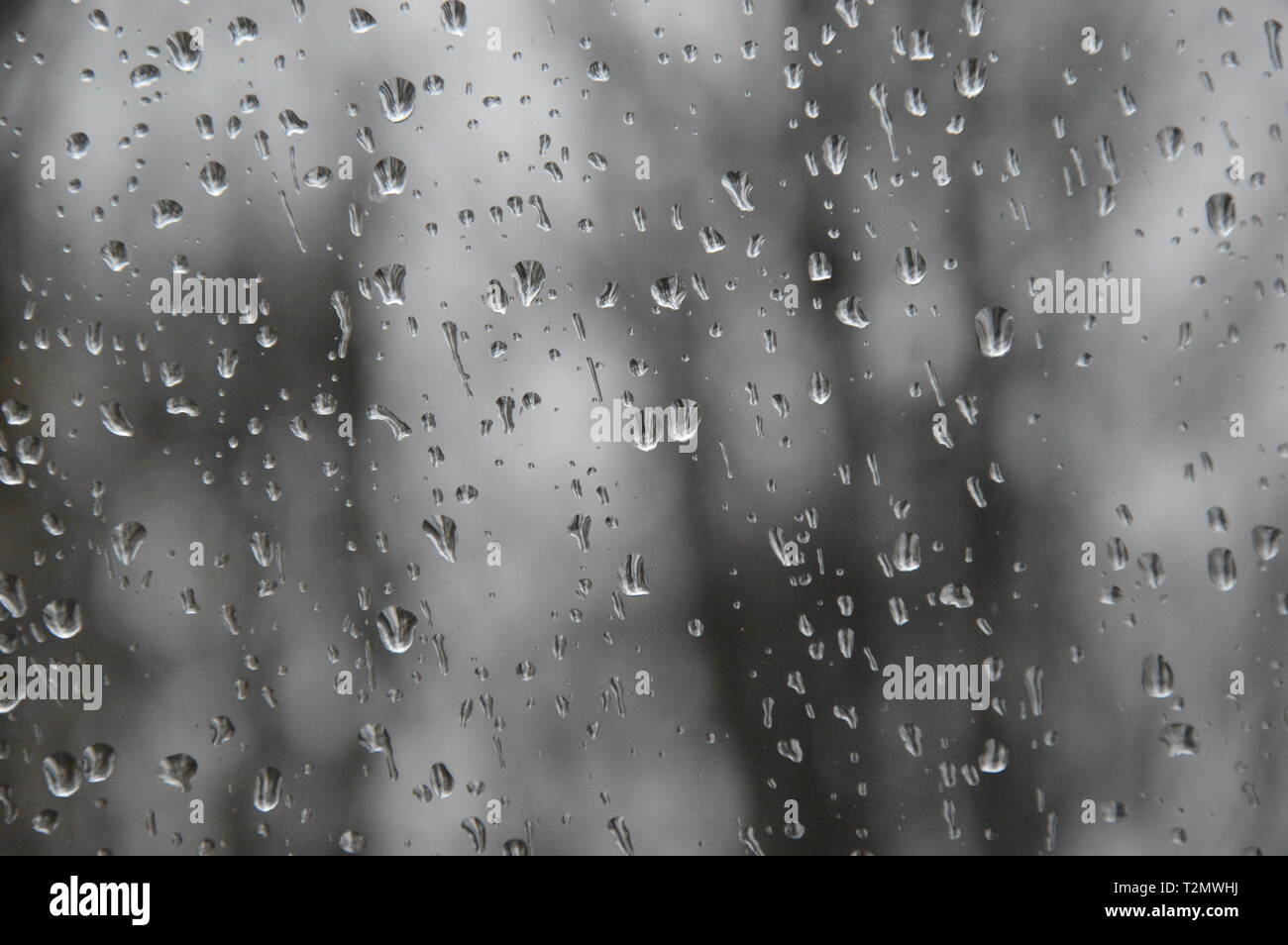 Rain drops on the window with forest background Stock Photo - Alamy