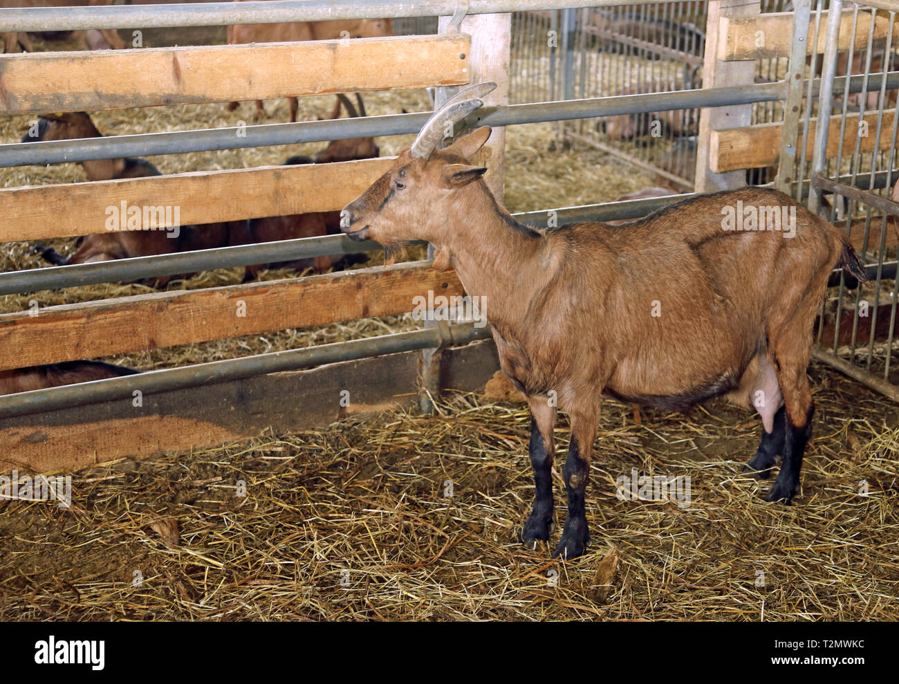 goat in the barn of the farm of breeding goats for cheese production ...