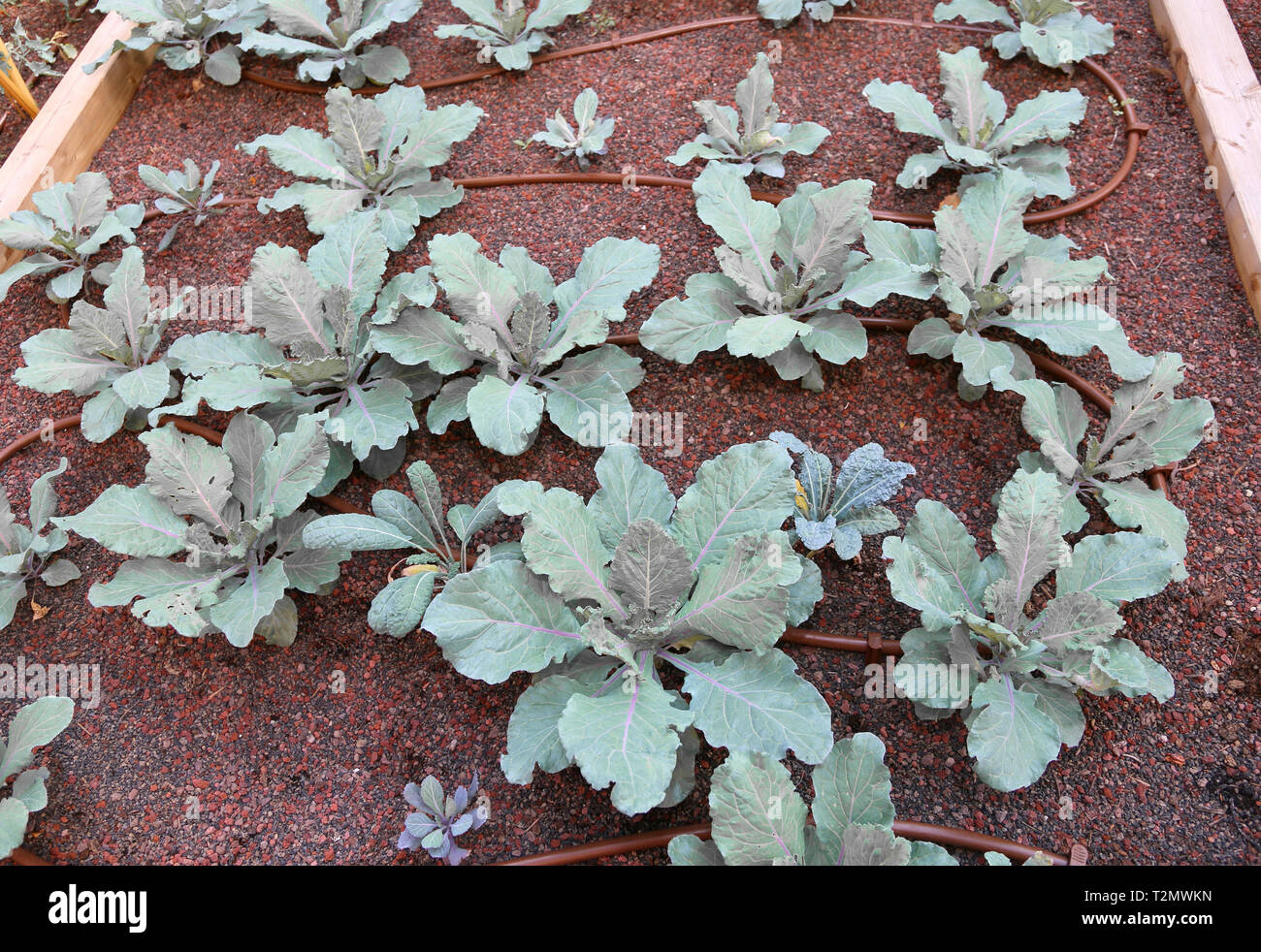 Vegetable garden with cabbage and the automatic irrigation system Stock ...