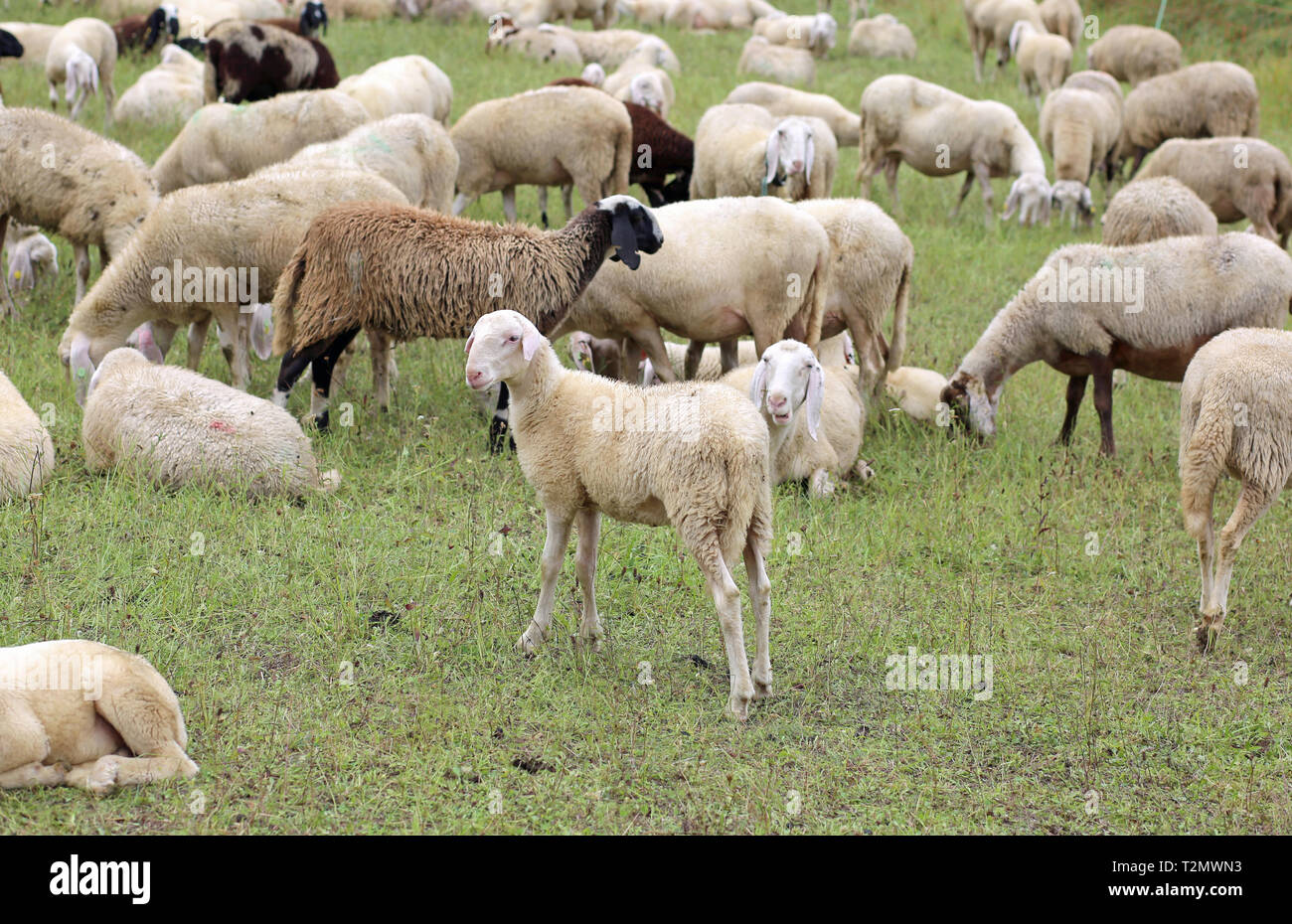 Irish kid and sheep hi-res stock photography and images - Alamy