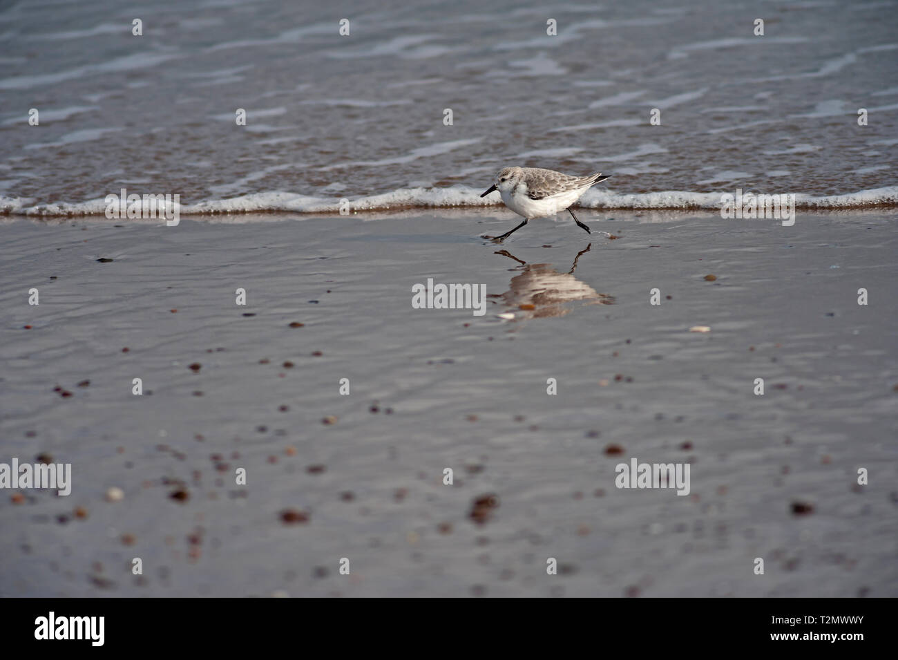 Sanderling seeking hi-res stock photography and images - Alamy