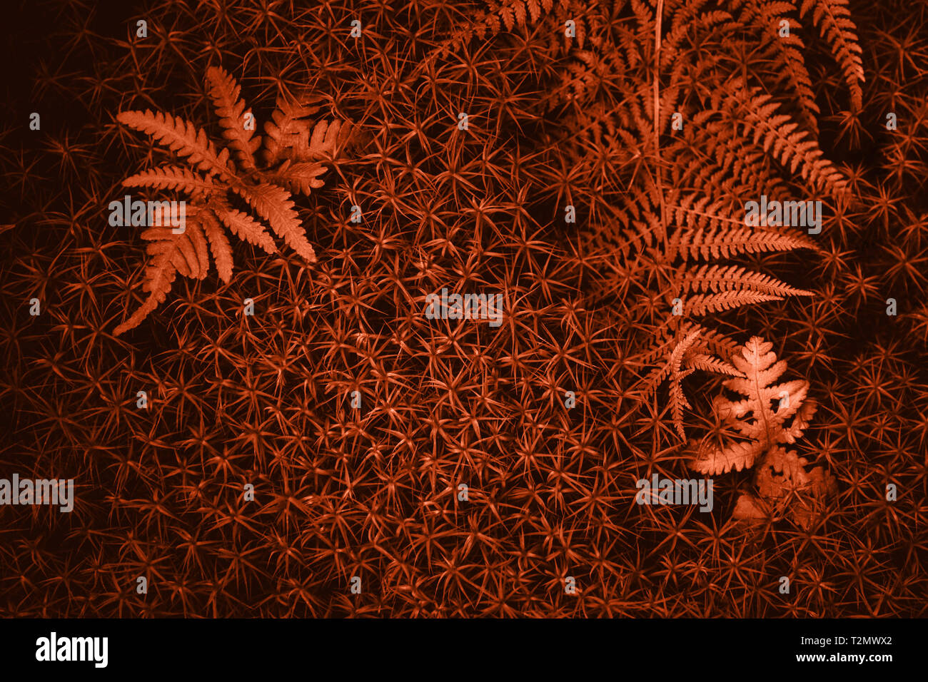 Coral fern leaves in the forest in the clearing background Stock Photo ...