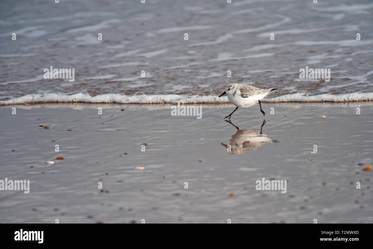 Sanderling seeking hi-res stock photography and images - Alamy