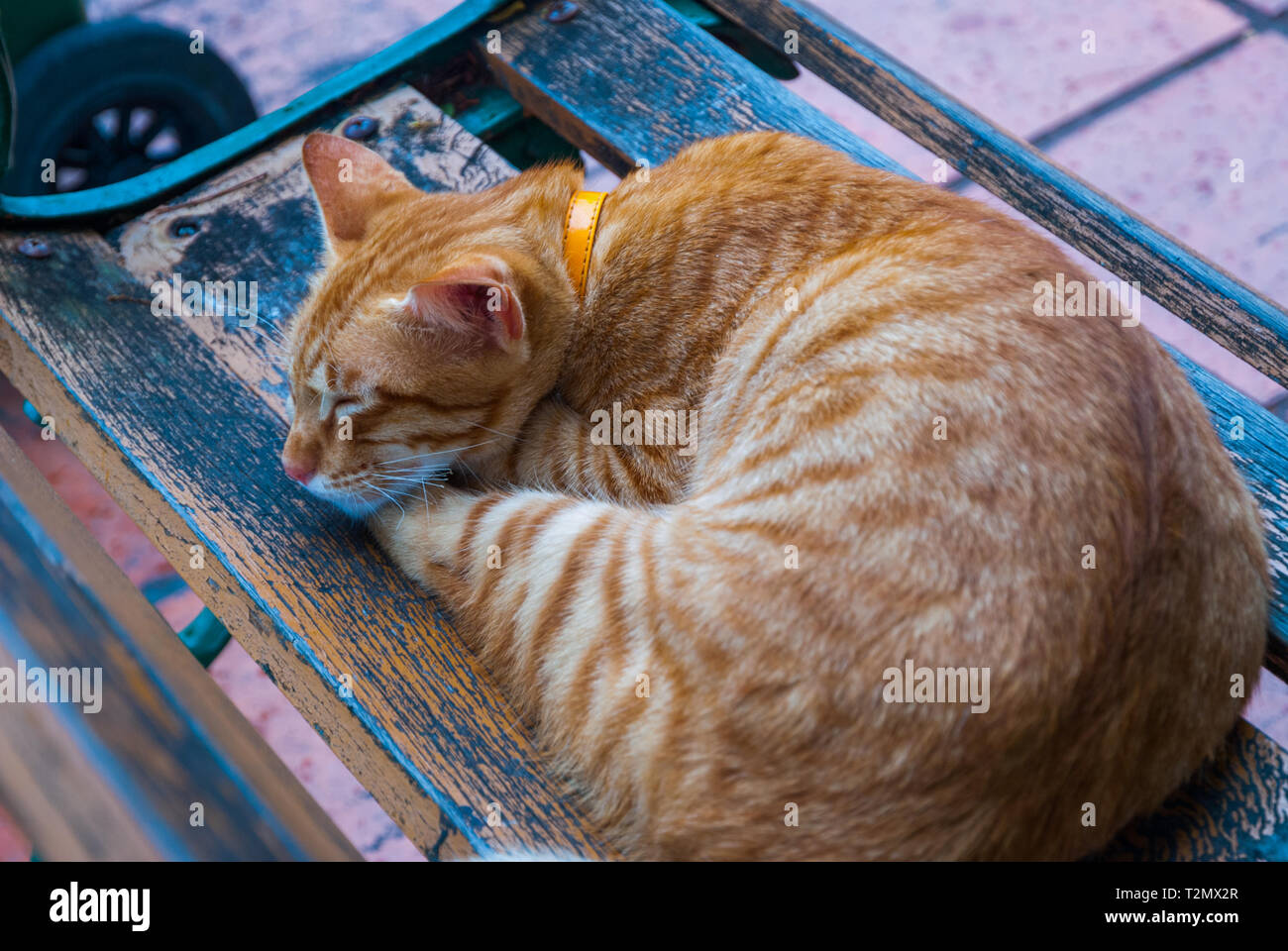 Orange cat sleeping at the bench Stock Photo - Alamy