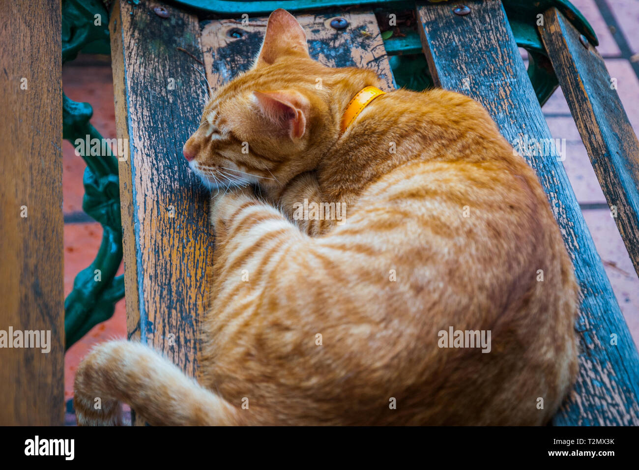 Orange cat sleeping at the bench Stock Photo - Alamy