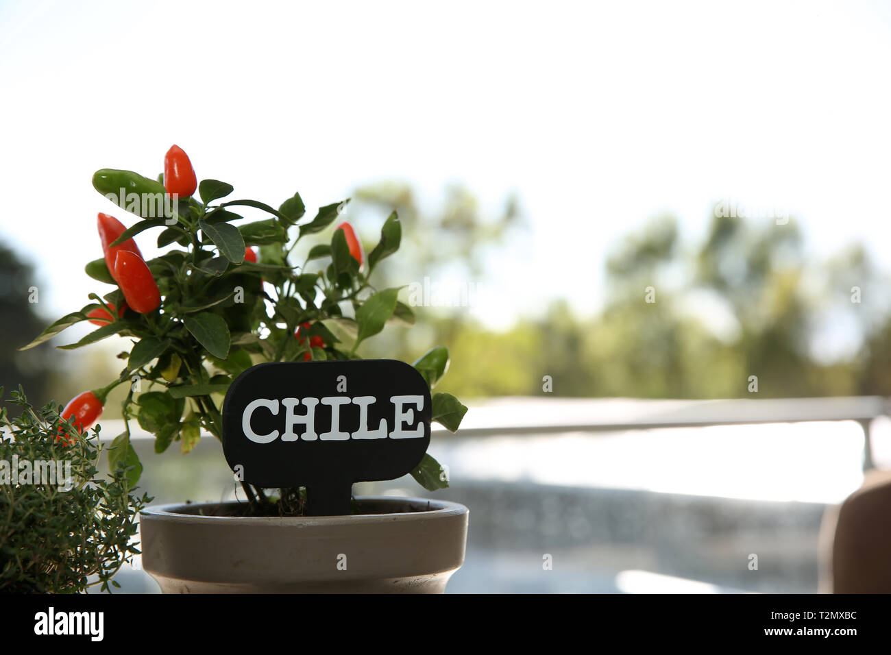 Chilli plant in pot hi-res stock photography and images - Alamy