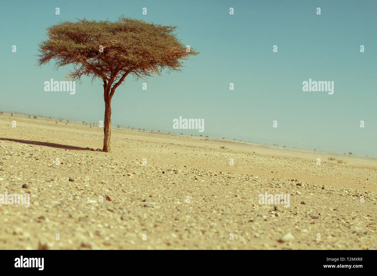 Od tree hi-res stock photography and images - Alamy