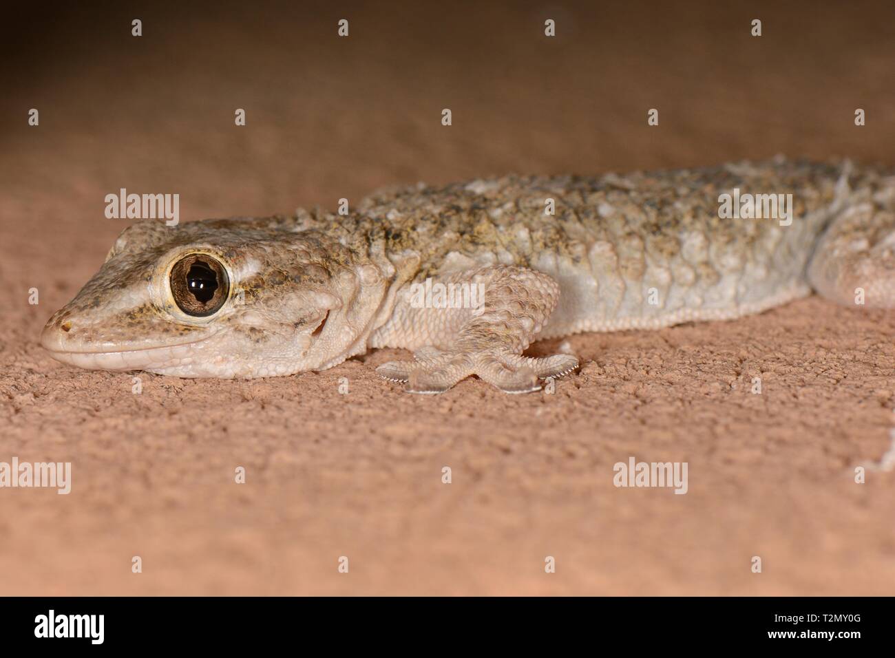 Moorish Gecko (Tarentola mauritanica) hunting on a house wall at night ...