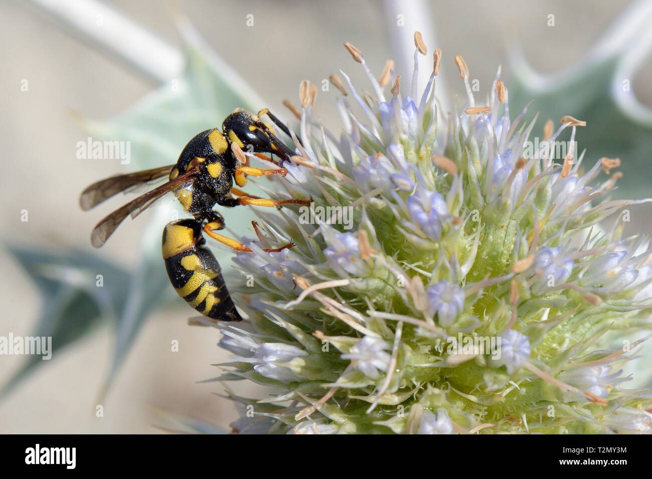 Sea wasp hi-res stock photography and images - Alamy