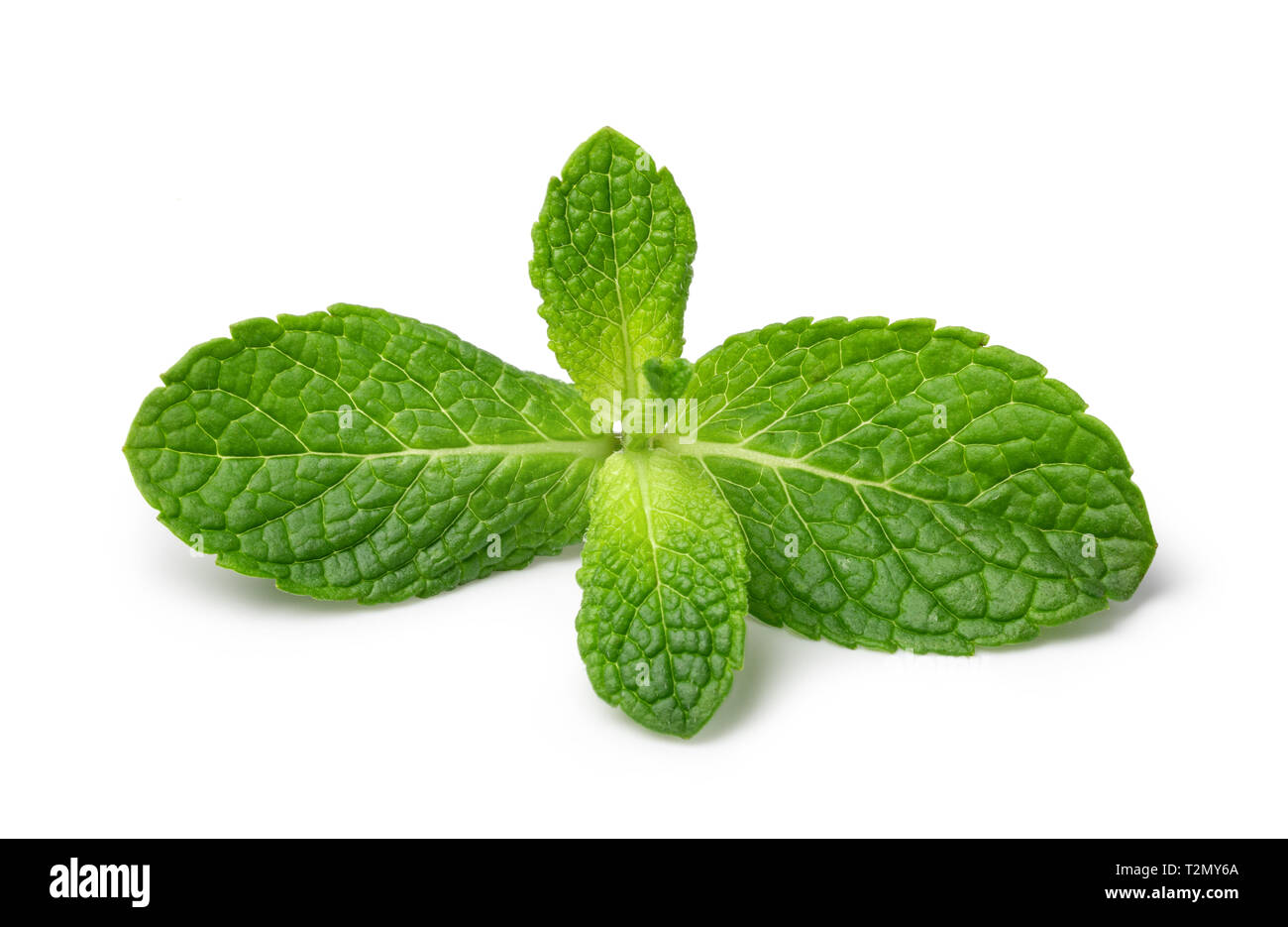 Fresh mint close up on white Stock Photo - Alamy
