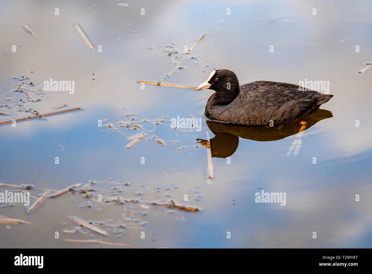 Beautiful coot swimming in a pool Stock Photo - Alamy