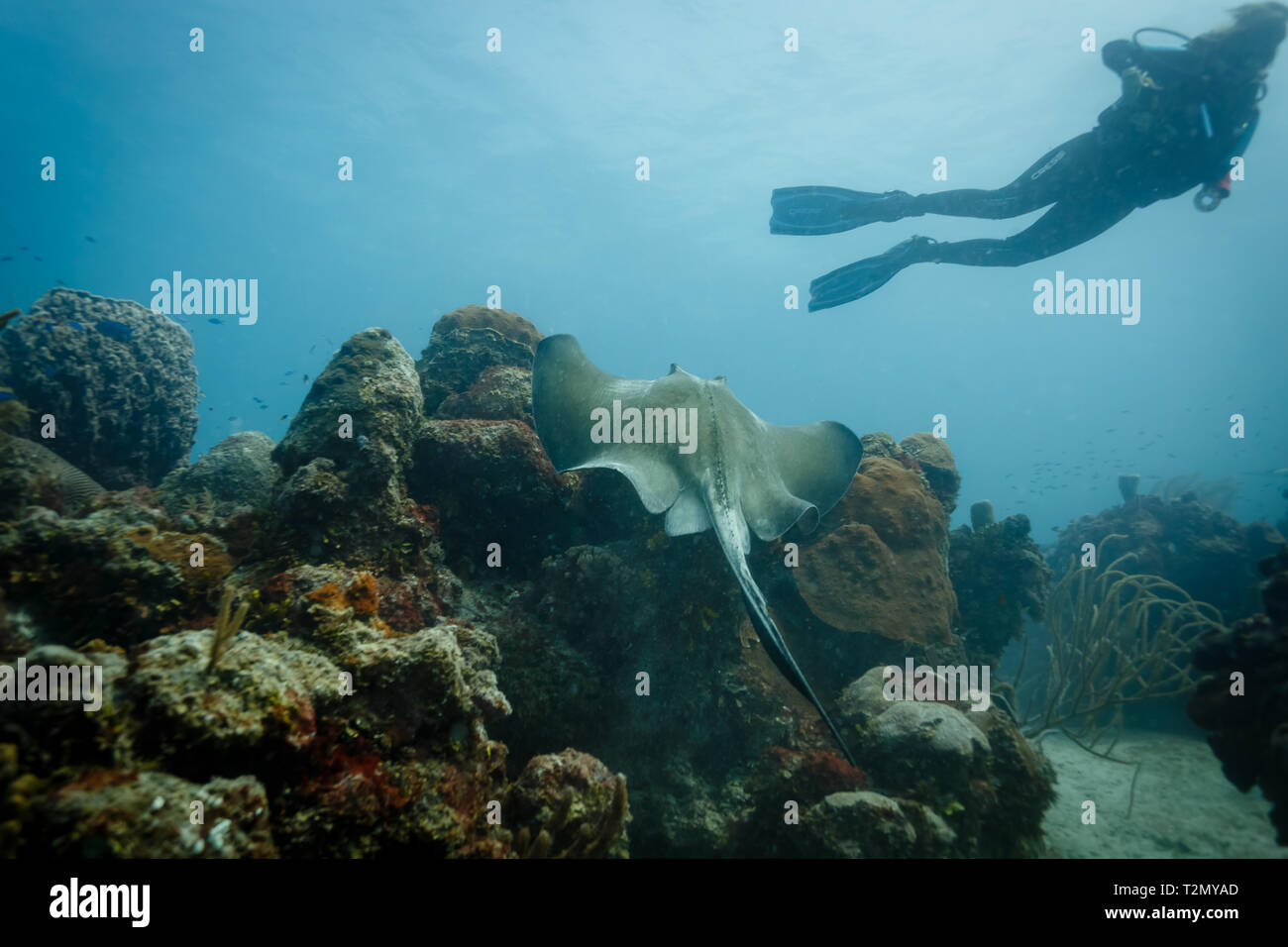 Large southern stingray, Hypanus americanus, swims under diver showing ...
