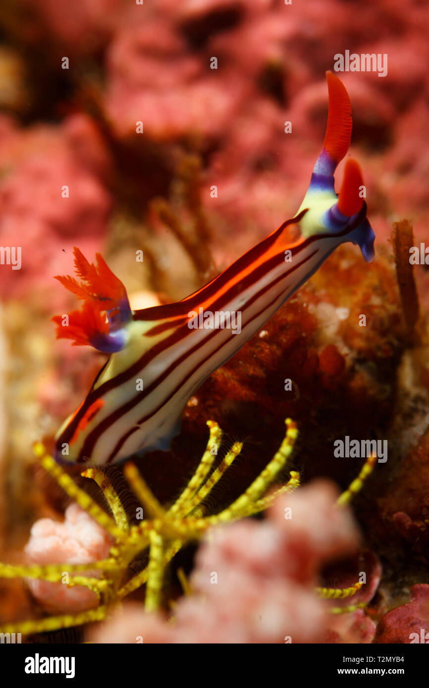 Nembrotha aurea hi-res stock photography and images - Alamy