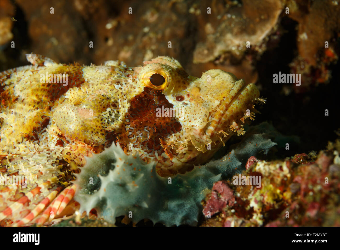 Predator fish hi-res stock photography and images - Alamy