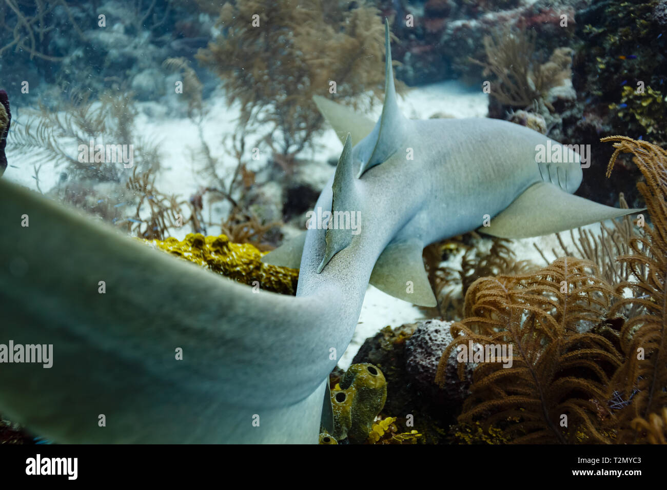 Brown shark hi-res stock photography and images - Alamy