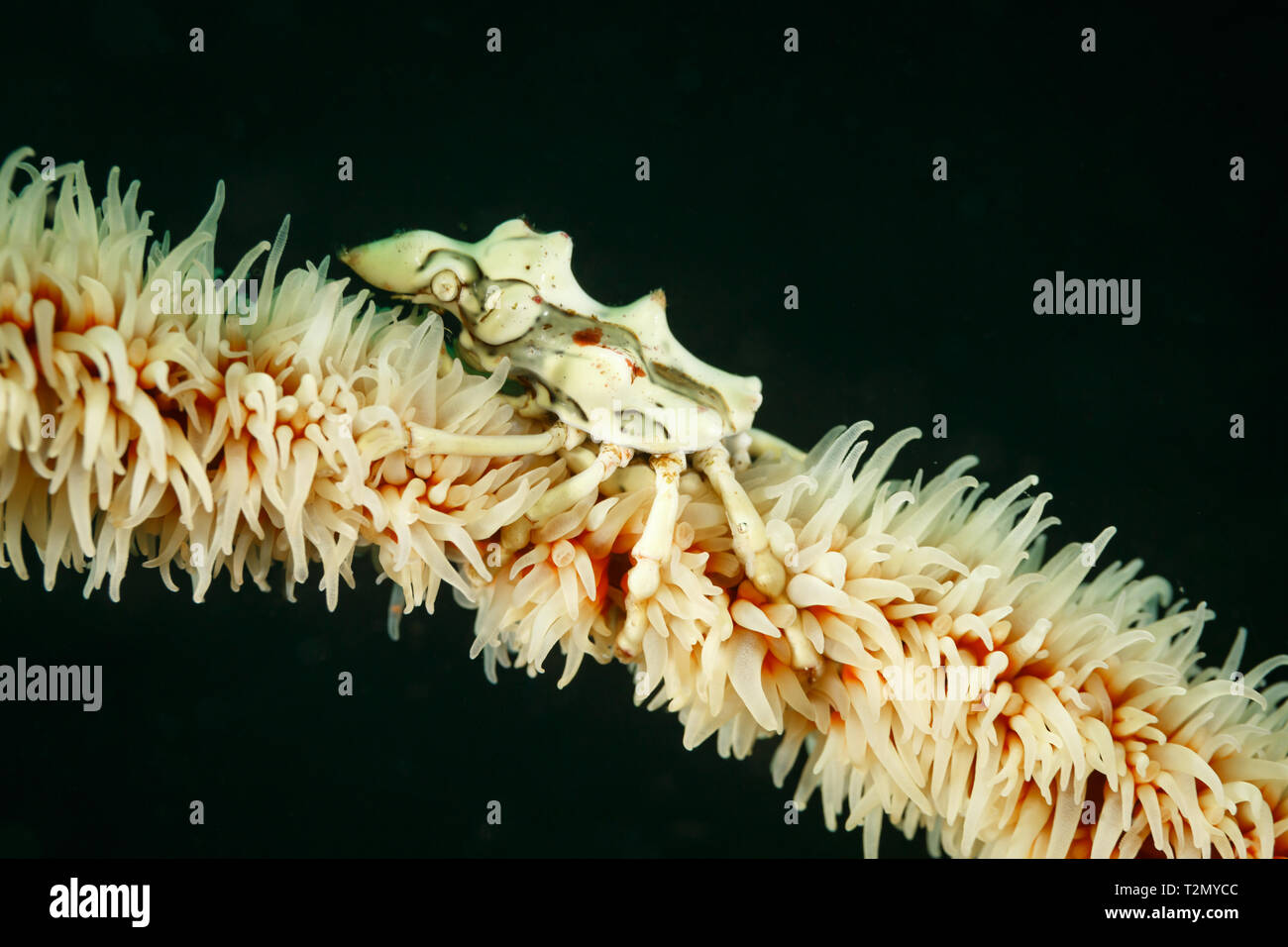 Small white whip Coral Spider Crab, Xenocarcinus tuberculatus, clings ...