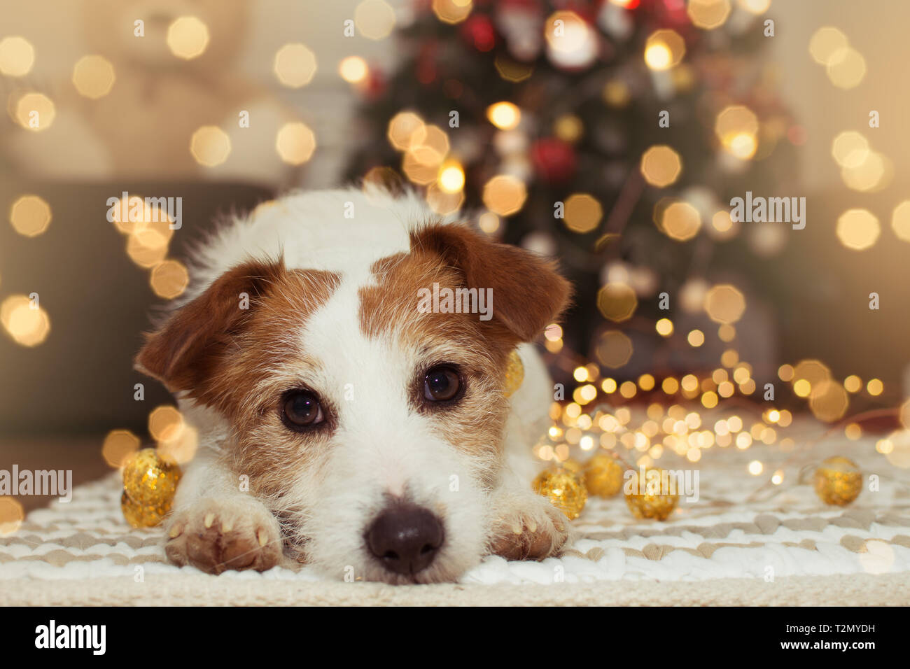 Dog under the tree hi-res stock photography and images - Alamy