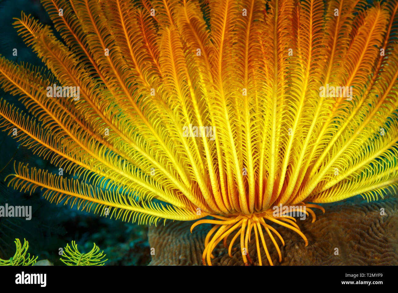 Underwater crinoid feather star hi-res stock photography and images - Alamy