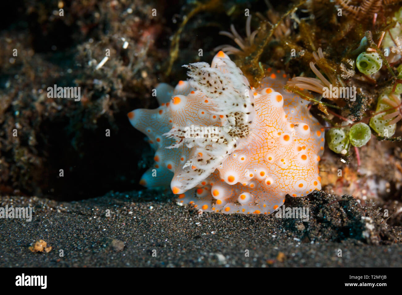 Blue ocean slug hi-res stock photography and images - Alamy