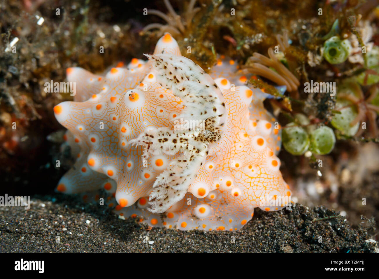 Sea slug or nudibranch hi-res stock photography and images - Alamy