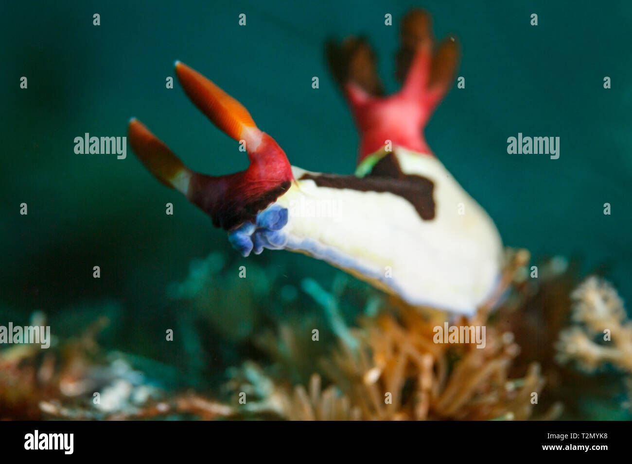 Macro closeup og face and mouth of nudibranch, Nembrotha ...