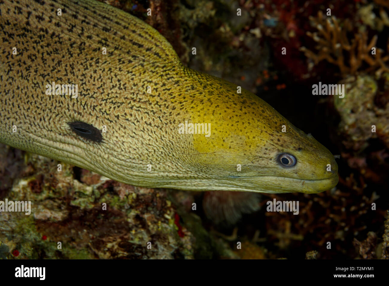 Closeup of giant moray eel head, Gymothorax javanicus, showing eye and ...
