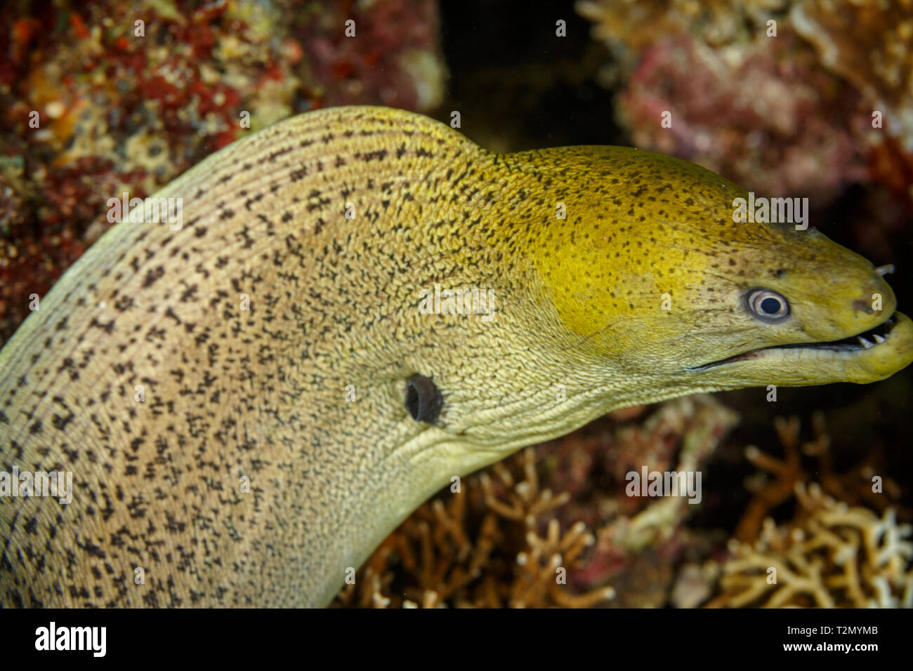 Eel Side View