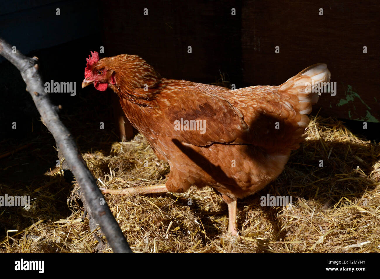 Goat farm chicken hi-res stock photography and images - Alamy