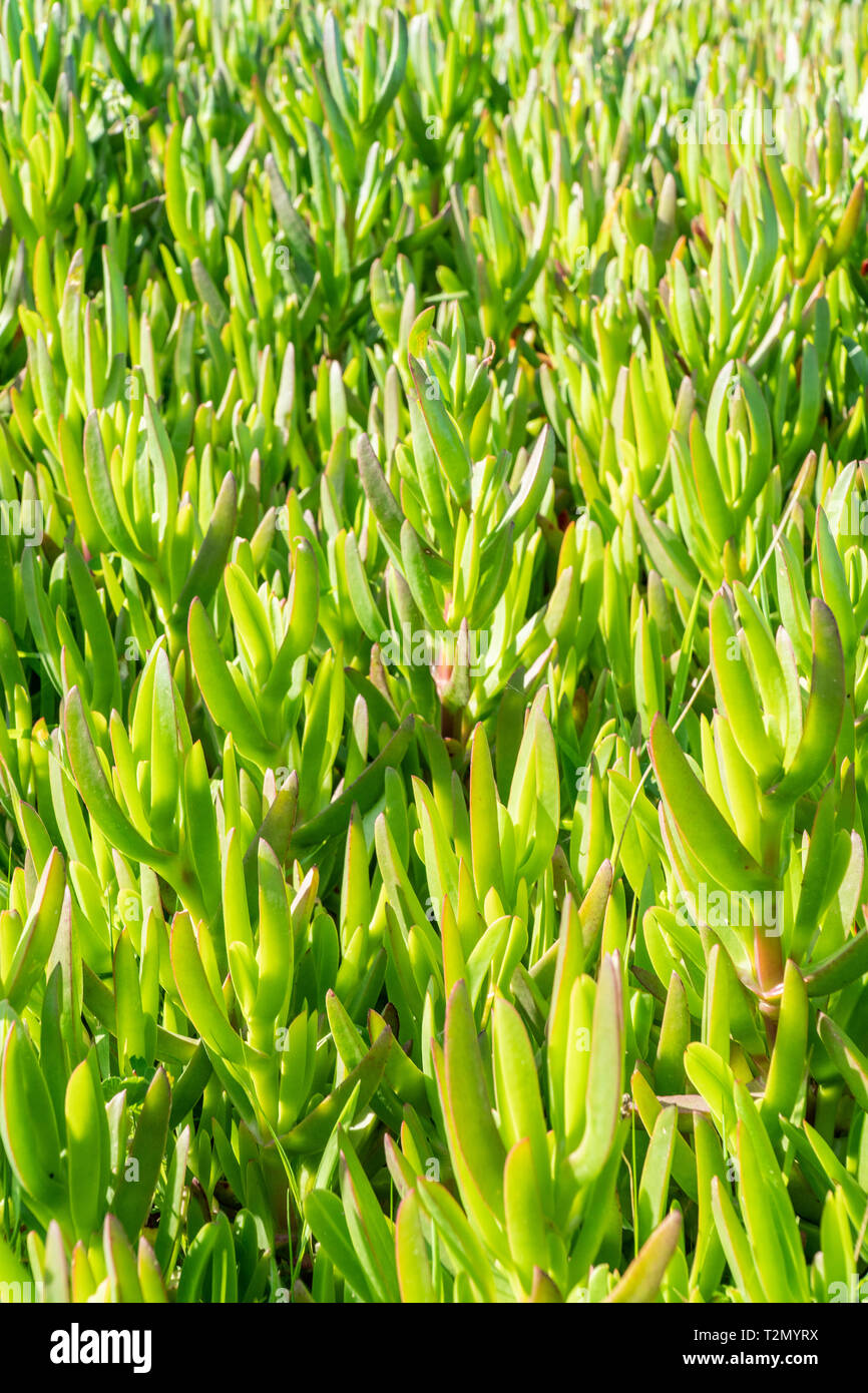 Carpobrotus edulis hi-res stock photography and images - Alamy