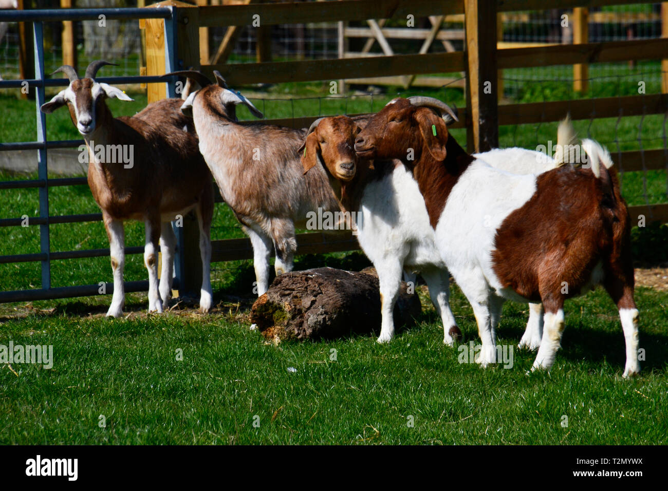 Goat Goats Farmyard Animals Farm High Resolution Stock Photography and ...